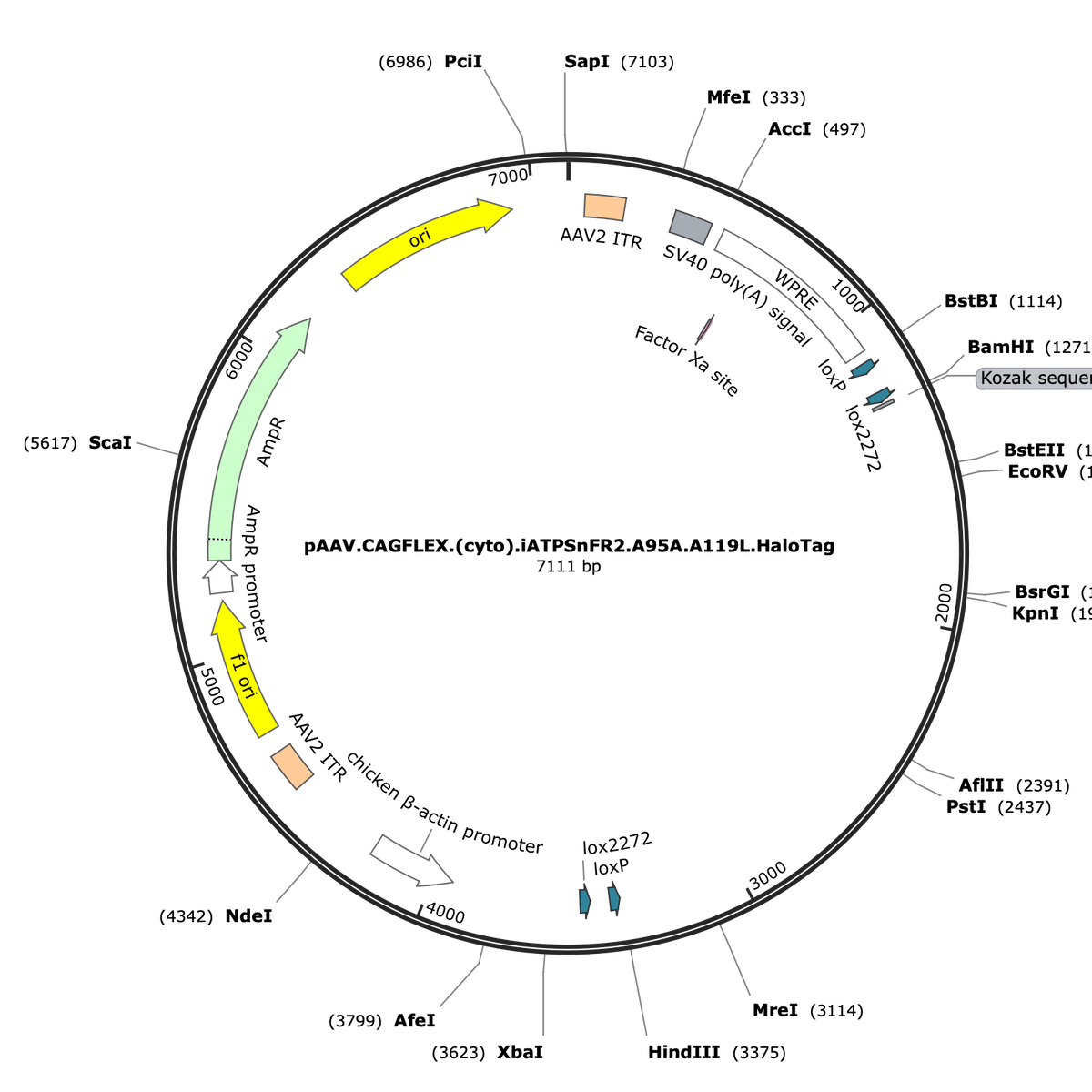 AAV-CAG-Flex-(cyto)iATPSnFR2(A95A/A119L)-HaloTag – COVF Viral Vector Core