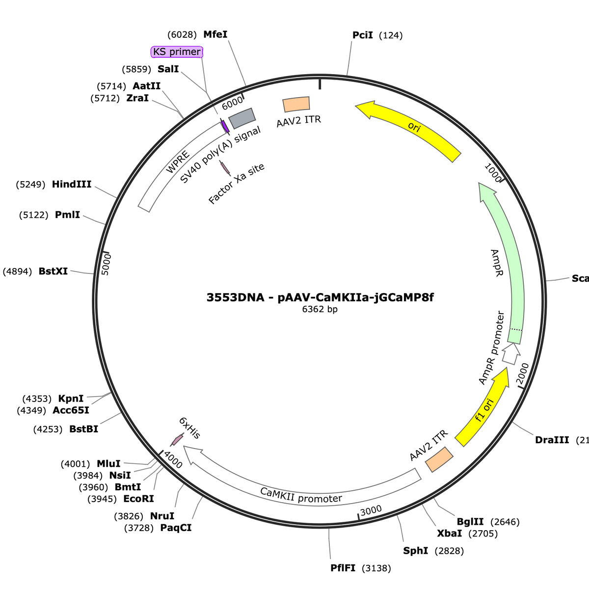 AAV-CaMKIIa-jGCaMP8f | CNP Viral Vector Core – COVF Viral Vector Core